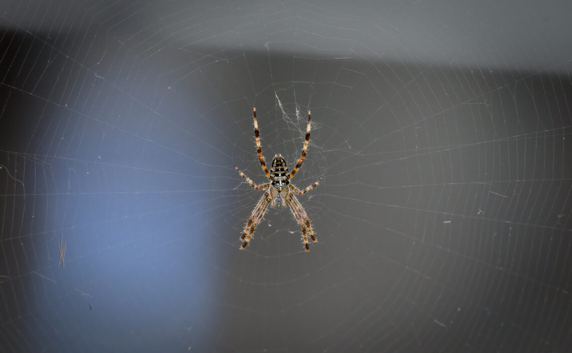 Gary the Spider – Jon's World